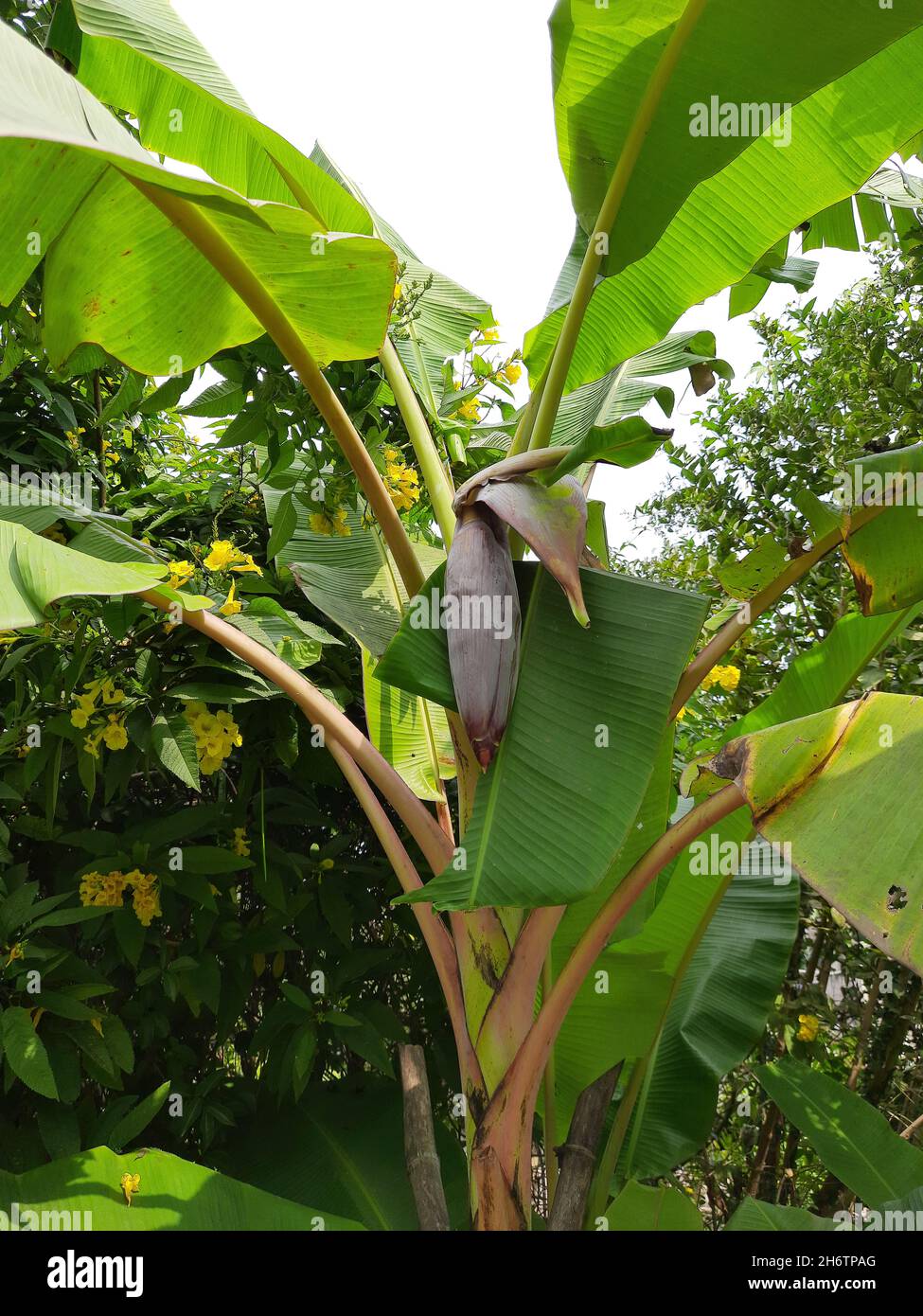 Banana Musa Acuminata tropical plant and Male bud of Musa acuminata ...