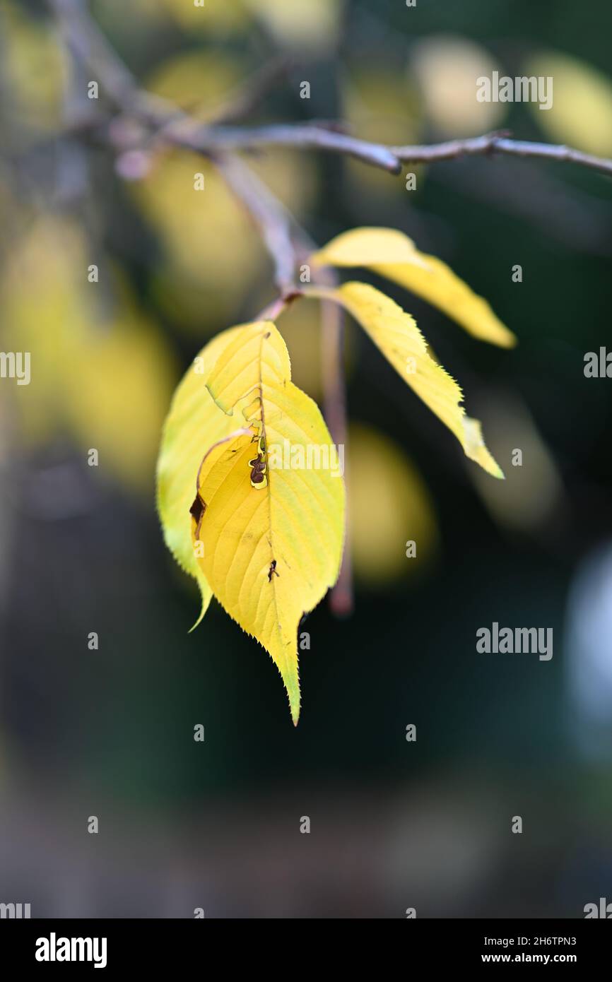 Autumn in Cambridge Stock Photo - Alamy