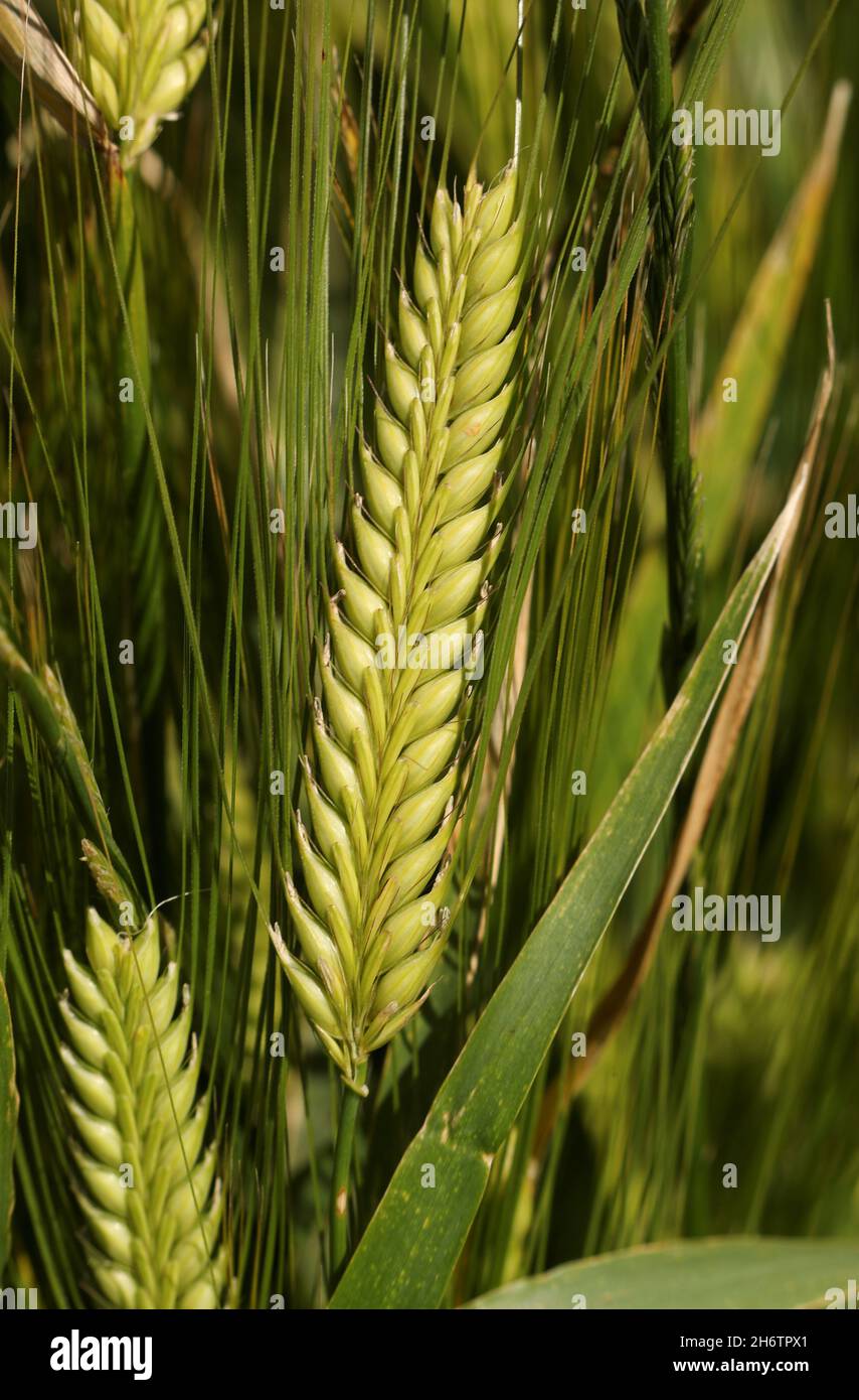 Experimental farm agriculture hi-res stock photography and images - Alamy