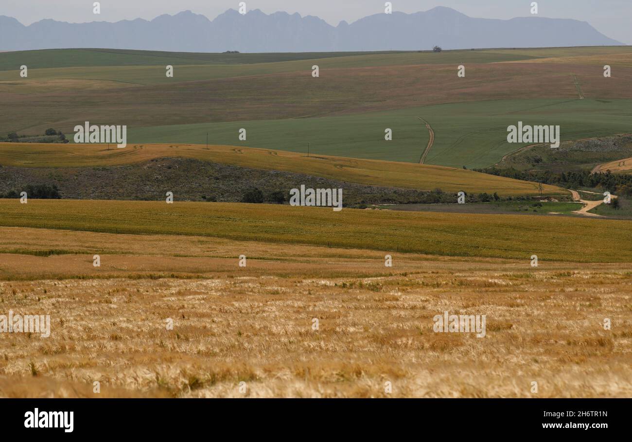 Anheuser busch inbev hi-res stock photography and images - Alamy