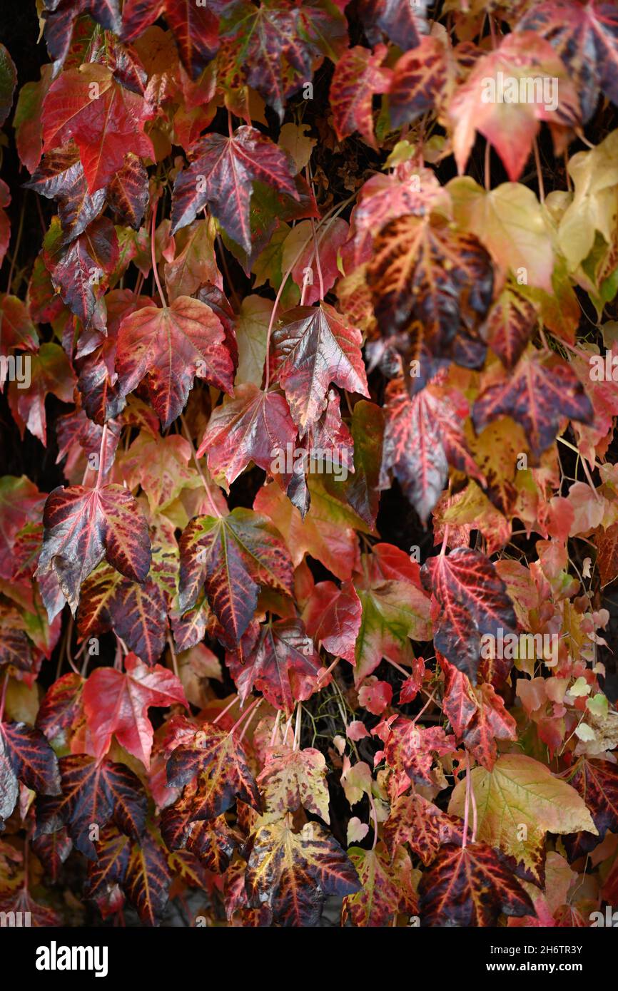 Autumn in Cambridge Stock Photo - Alamy