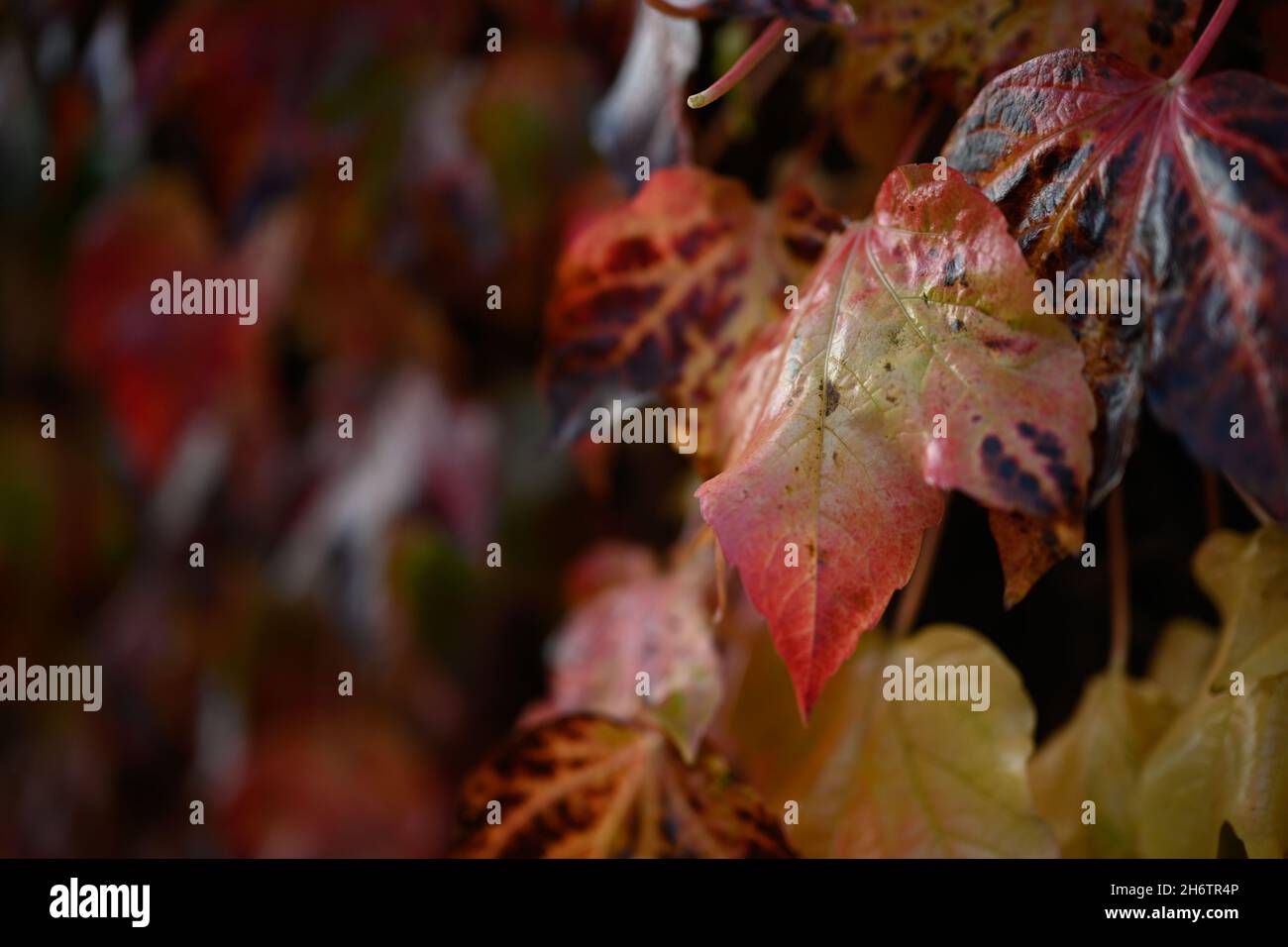 Autumn in Cambridge Stock Photo - Alamy