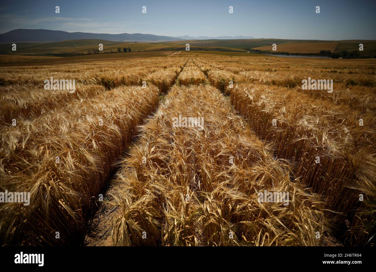 Experimental farm agriculture hi-res stock photography and images - Alamy