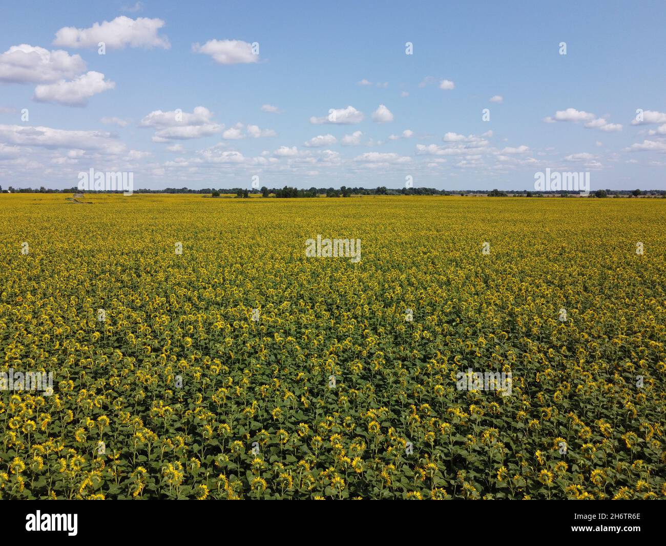 Aerial view beautiful sunflower field hi-res stock photography and ...