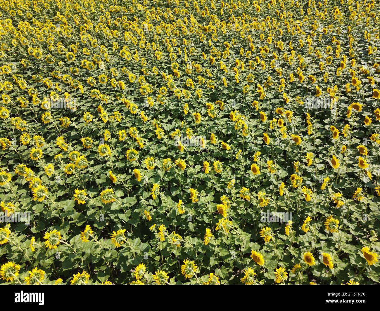 Sunflower field, top view. Sunflower plants bloom in a farmer's field ...