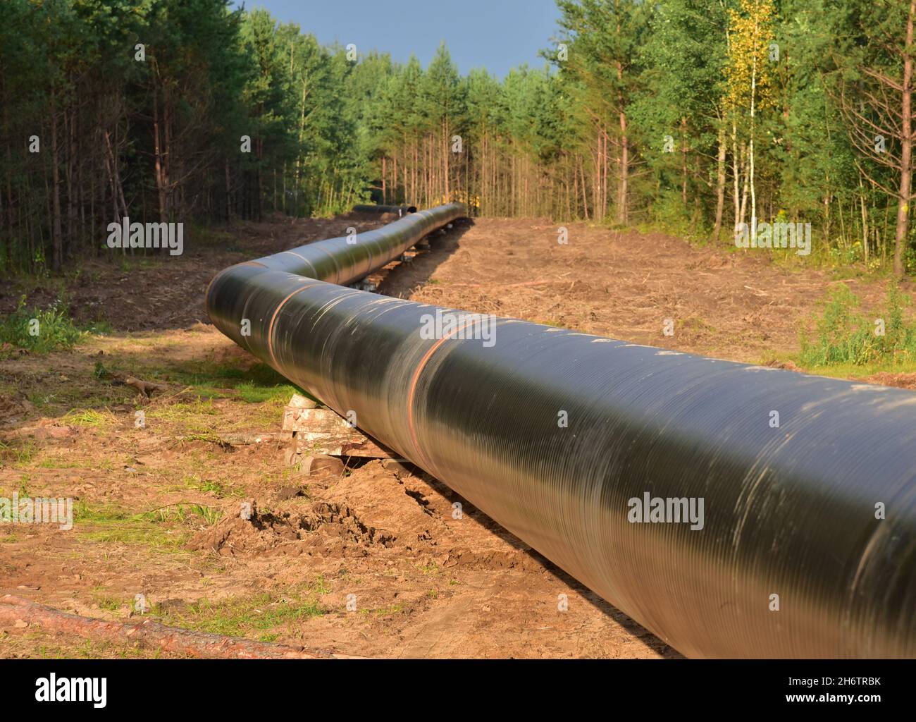 Natural gas pipeline construction work in forest area. Installation of ...