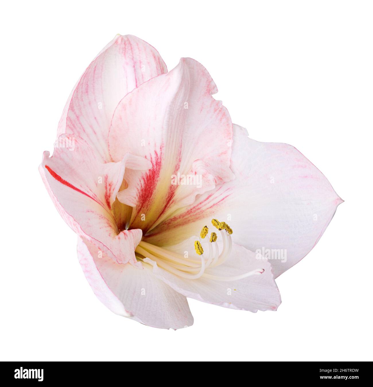 Hippeastrum Amaryllis Sonatini Pink Rascal Stock Photo. Isolated with ...