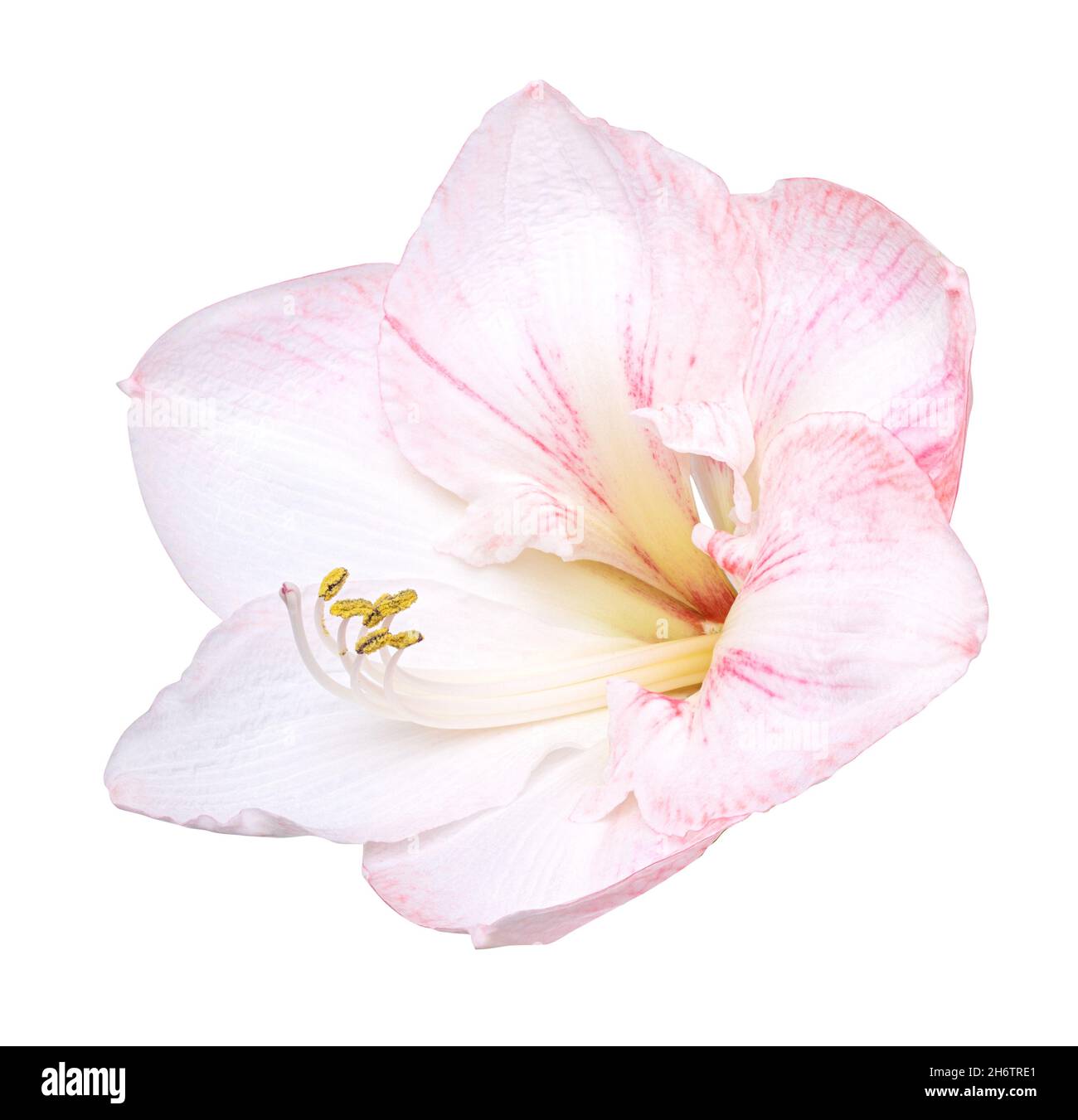 Hippeastrum Amaryllis Sonatini Pink Rascal Stock Photo. Isolated with ...