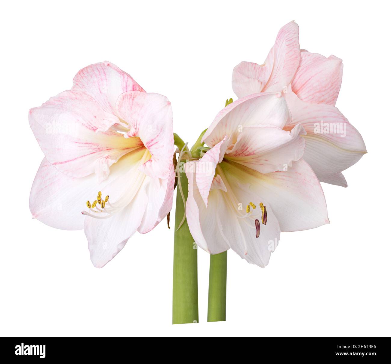 Hippeastrum Amaryllis Sonatini Pink Rascal Stock Photo. Isolated with ...