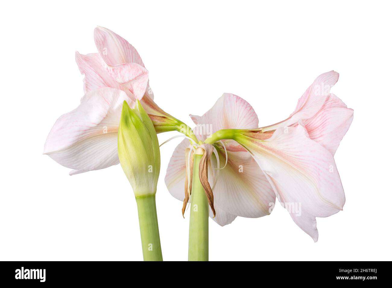 Hippeastrum Amaryllis Sonatini Pink Rascal Stock Photo. Isolated with ...