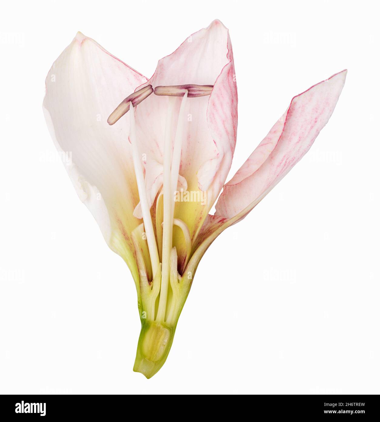 Hippeastrum Amaryllis Sonatini Pink Rascal Stock Photo. Isolated with ...