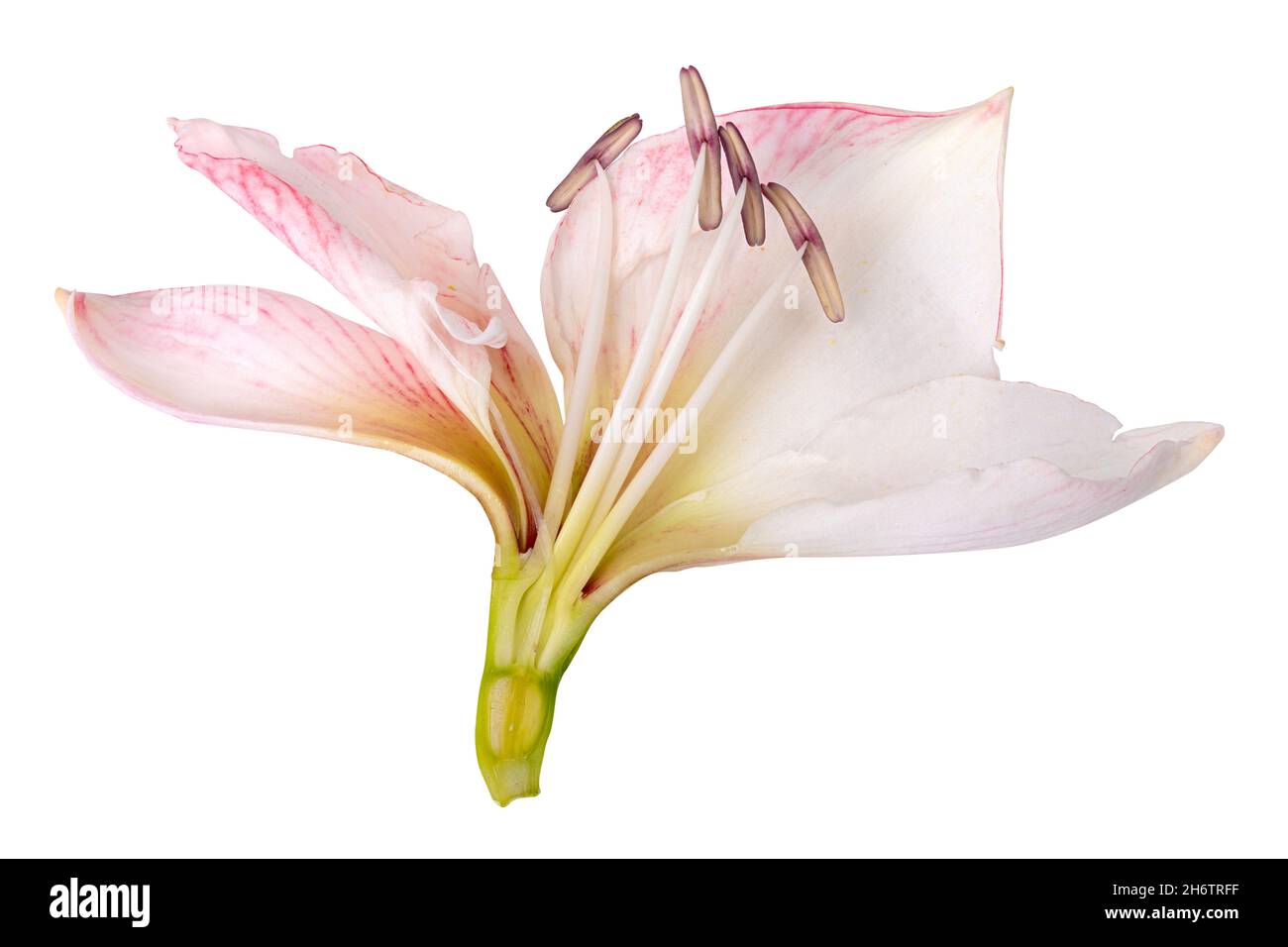 Hippeastrum Amaryllis Sonatini Pink Rascal Stock Photo. Isolated with ...