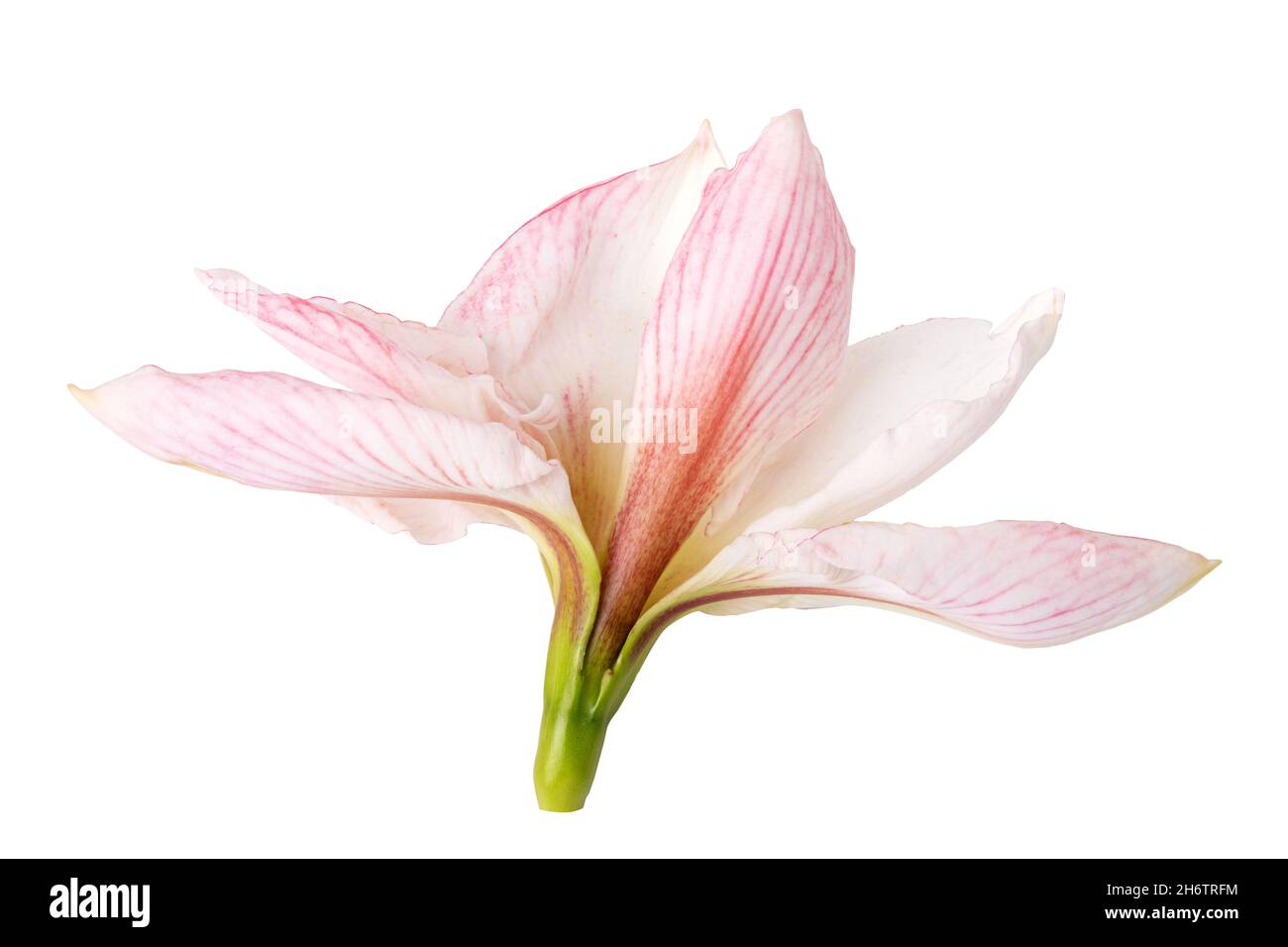 Hippeastrum Amaryllis Sonatini Pink Rascal Stock Photo. Isolated with ...