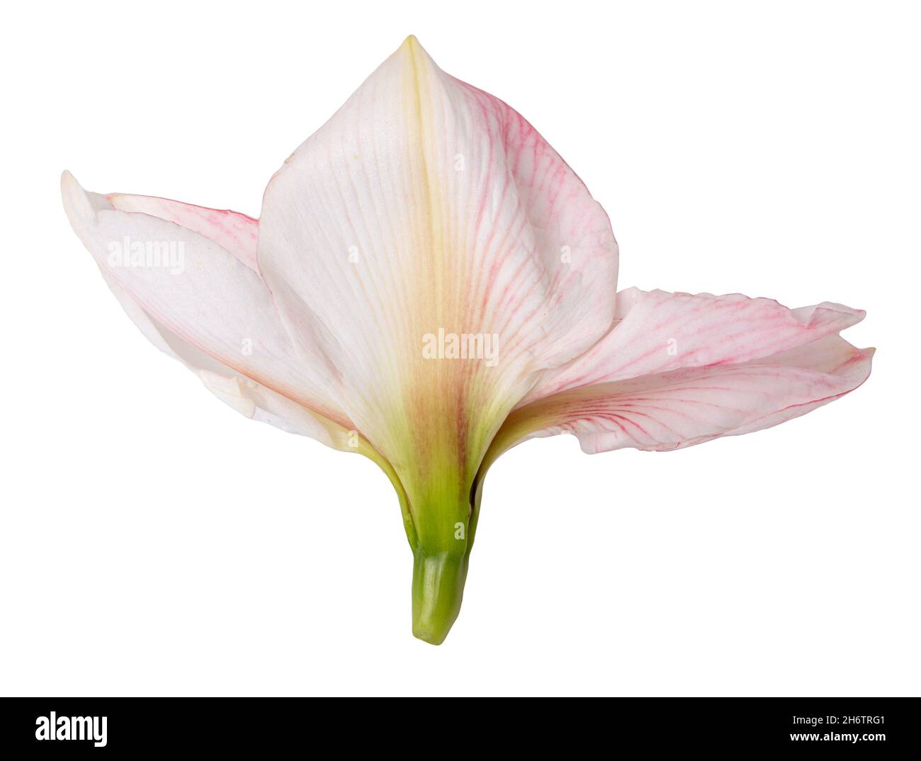 Hippeastrum Amaryllis Sonatini Pink Rascal Stock Photo. Isolated with ...