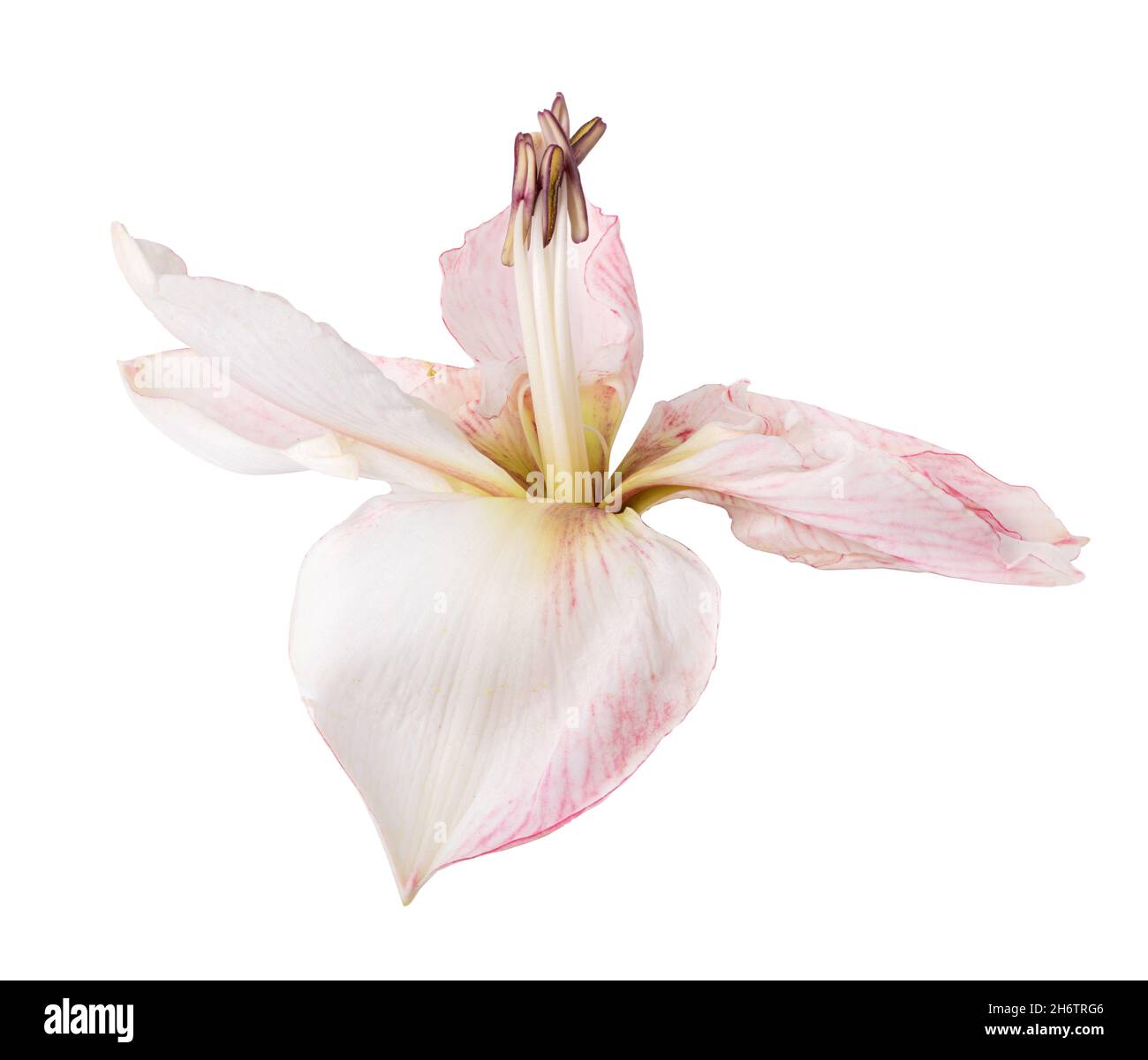 Hippeastrum Amaryllis Sonatini Pink Rascal Stock Photo. Isolated with ...