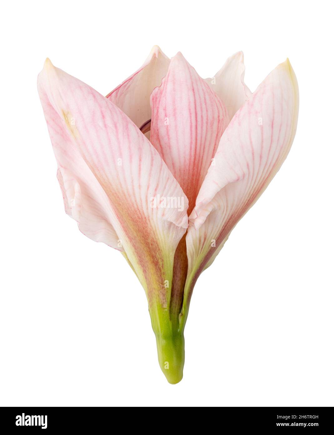 Hippeastrum Amaryllis Sonatini Pink Rascal Stock Photo. Isolated with ...