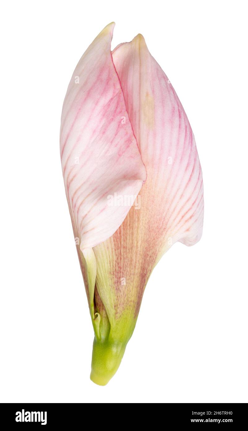 Hippeastrum Amaryllis Sonatini Pink Rascal Stock Photo. Isolated with ...