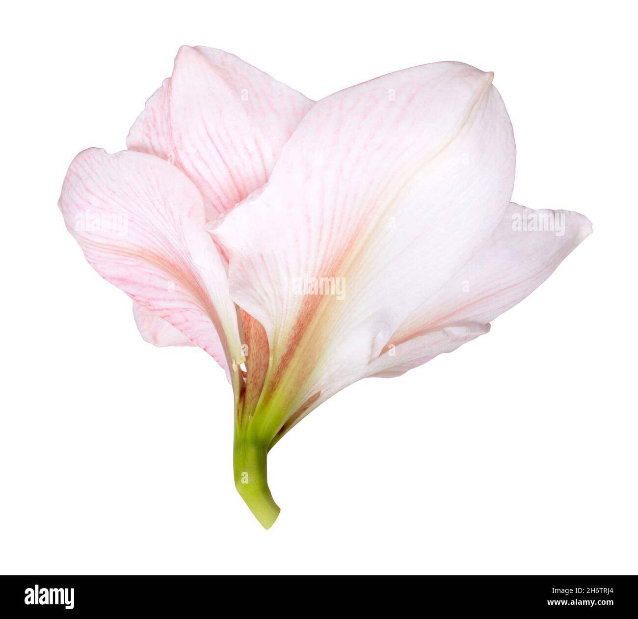 Hippeastrum Amaryllis Sonatini Pink Rascal Stock Photo. Isolated with ...