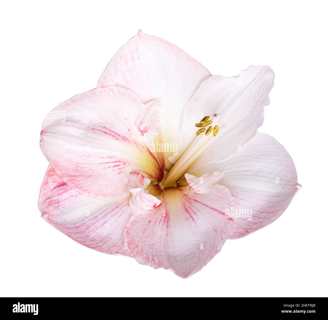 Hippeastrum Amaryllis Sonatini Pink Rascal Stock Photo. Isolated with ...