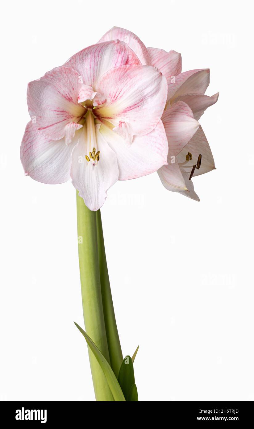 Hippeastrum Amaryllis Sonatini Pink Rascal Stock Photo. Isolated with ...