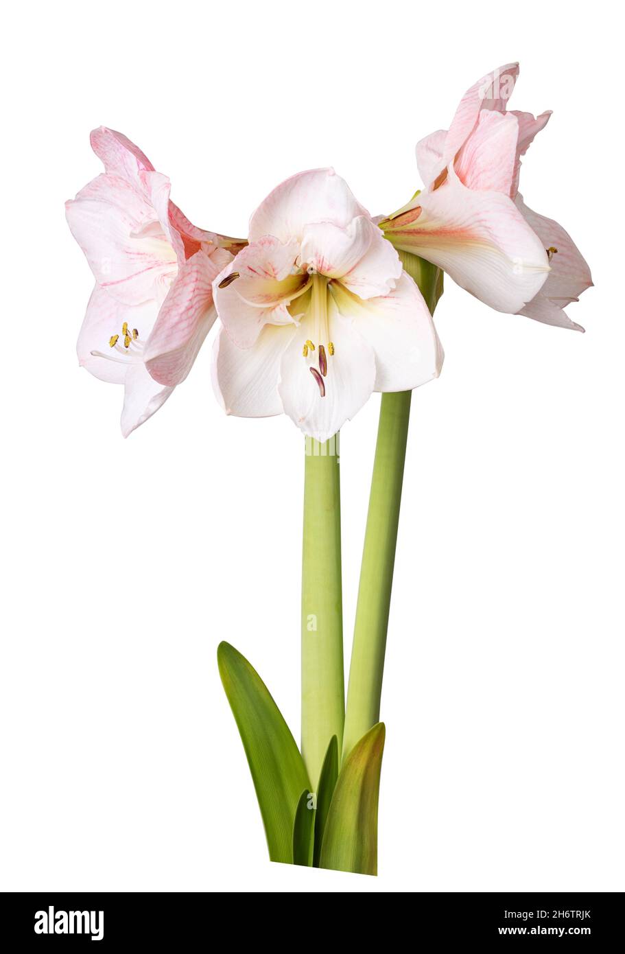 Hippeastrum Amaryllis Sonatini Pink Rascal Stock Photo. Isolated with ...