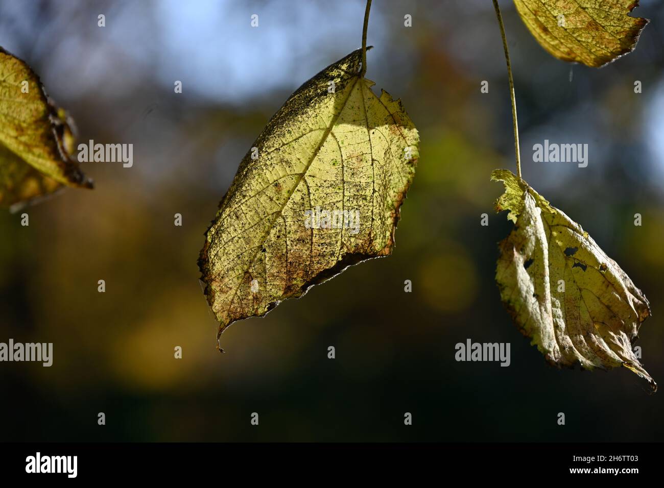 Autumn in Cambridge Stock Photo - Alamy
