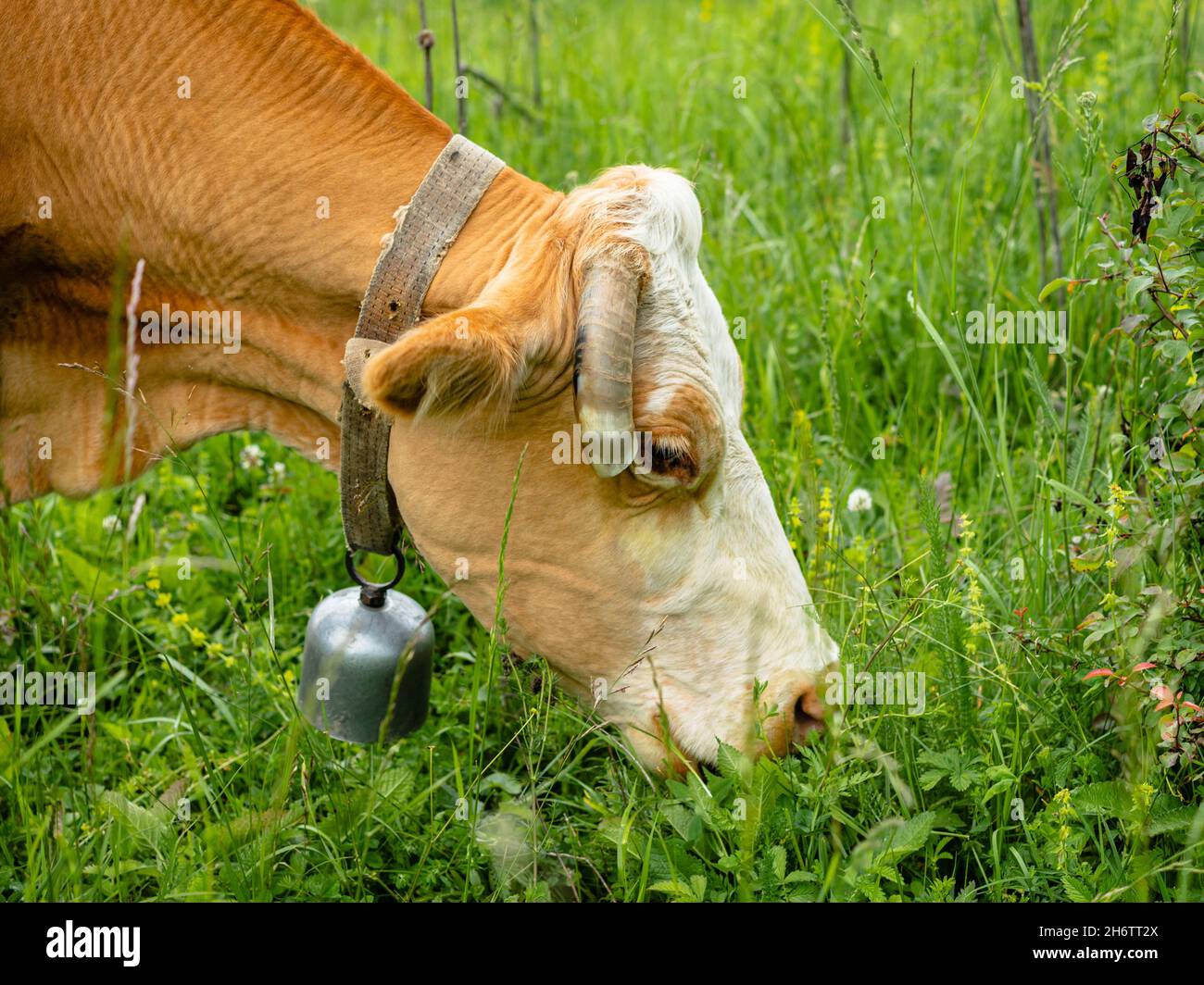 White-brown cow's head with trimmed horn tips in close-up. Side view ...