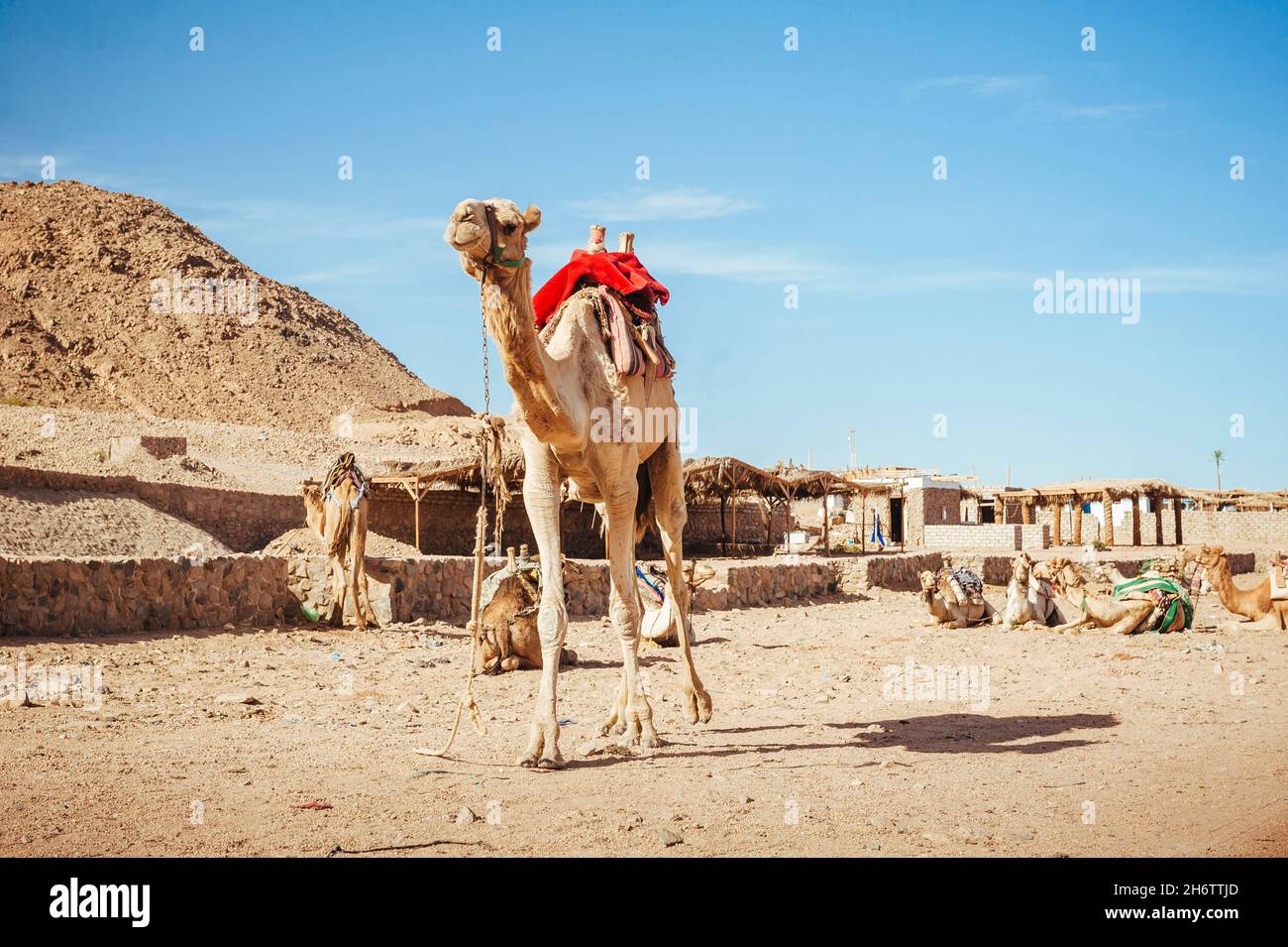 Camel ride at desert safari in Egypt. Camels Resting in The Thar Desert ...