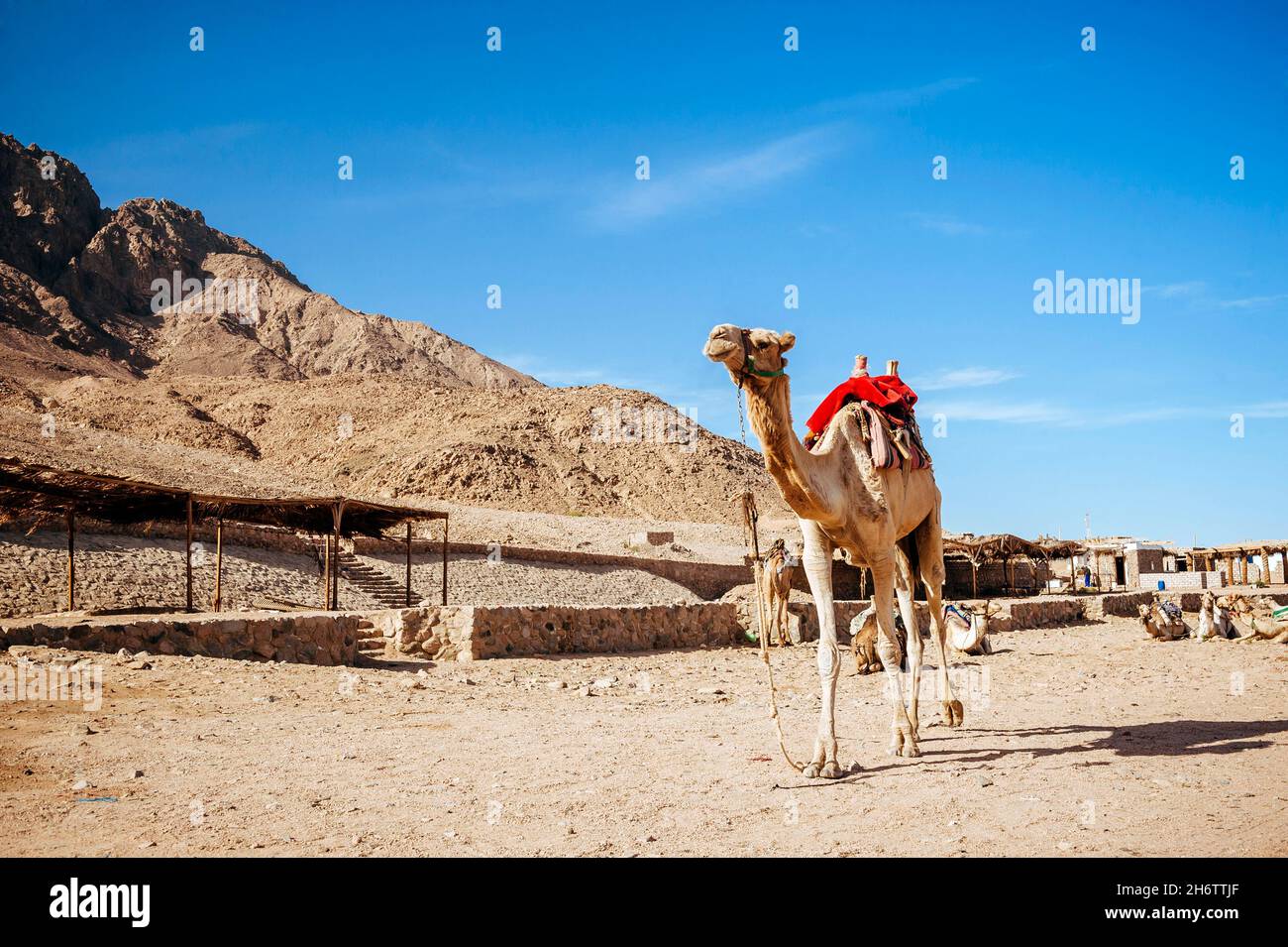 Camel ride at desert safari in Egypt. Camels Resting in The Thar Desert ...