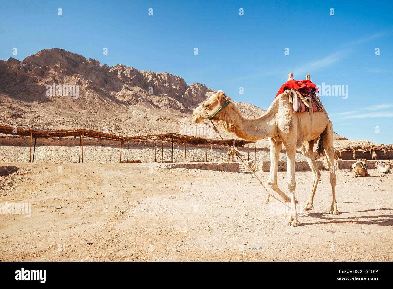 Camel ride at desert safari in Egypt. Camels Resting in The Thar Desert ...