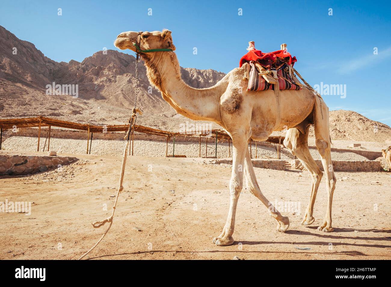 Camel ride at desert safari in Egypt. Camels Resting in The Thar Desert ...