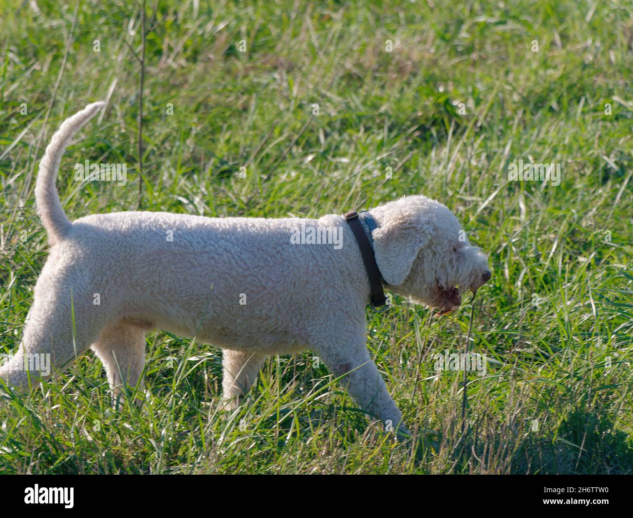 White lagotto romagnolo walking in the field Stock Photo - Alamy