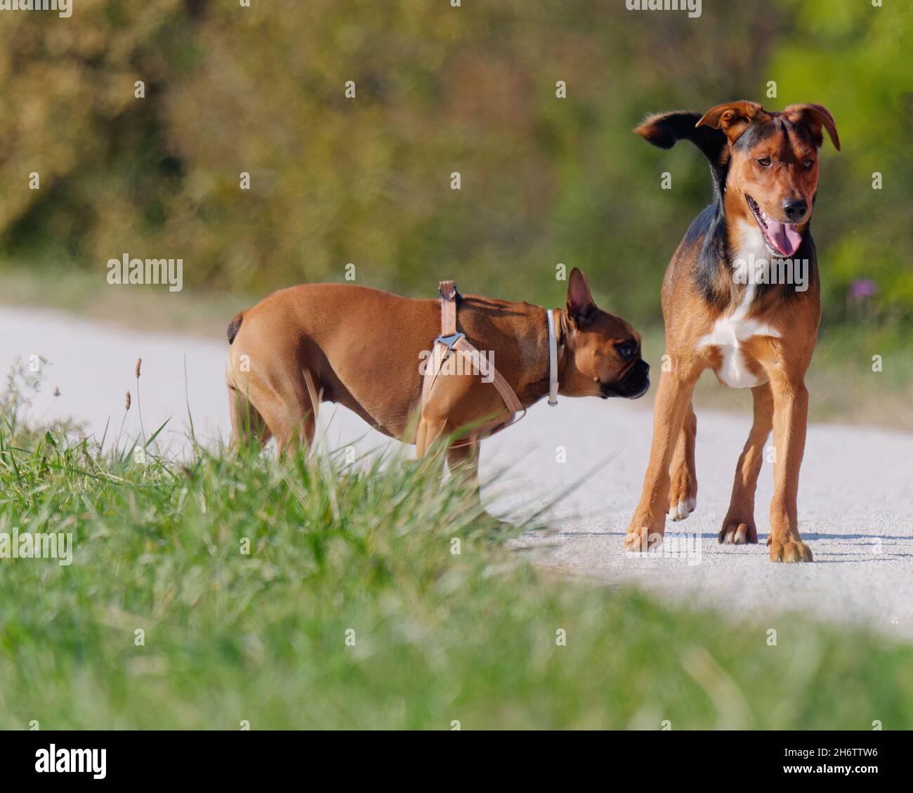 Brown dogs having fun together outdoors Stock Photo - Alamy