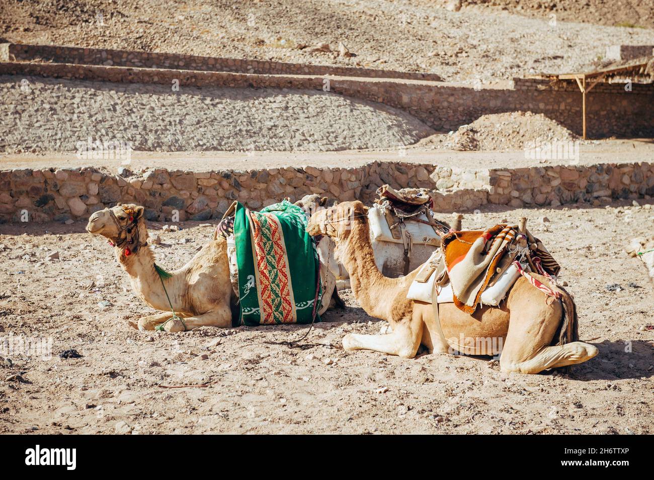 Camel ride at desert safari in Egypt. Camels Resting in The Thar Desert Stock Photo - Alamy