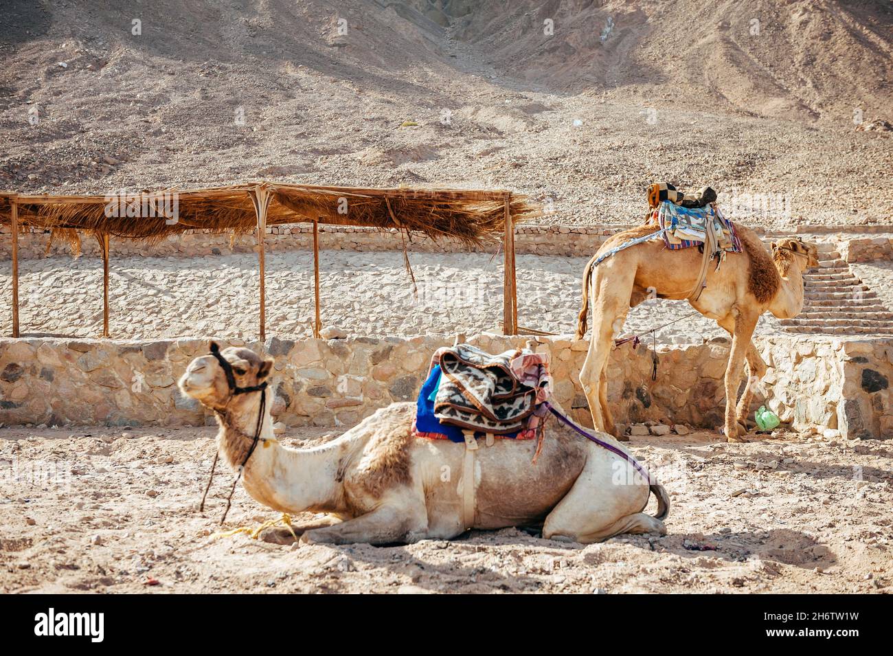 Camel ride at desert safari in Egypt. Camels Resting in The Thar Desert ...