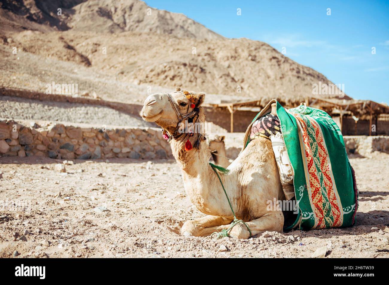 Camel ride at desert safari in Egypt. Camels Resting in The Thar Desert Stock Photo - Alamy