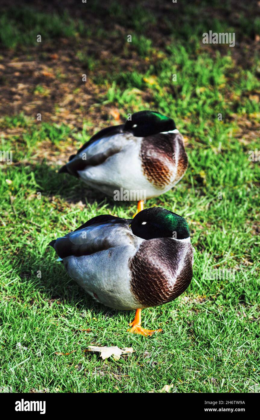 Closeup shot two mallard hi-res stock photography and images - Alamy