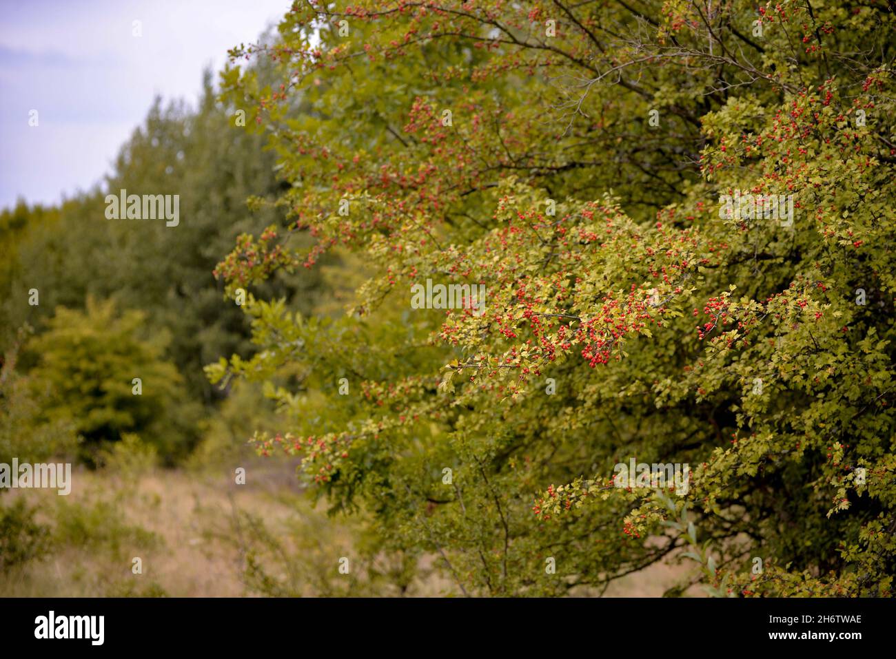 Selective focus shot of common hawthorn medicinal plant during ripening ...