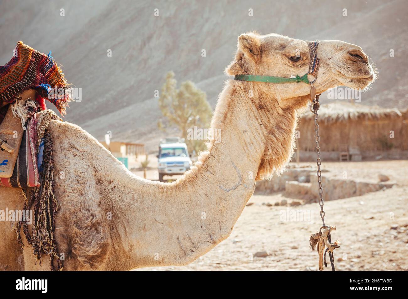 Camel ride at desert safari in Egypt. Camels Resting in The Thar Desert ...