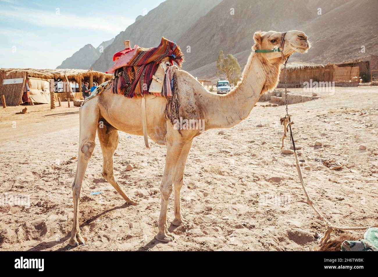 Camel ride at desert safari in Egypt. Camels Resting in The Thar Desert ...