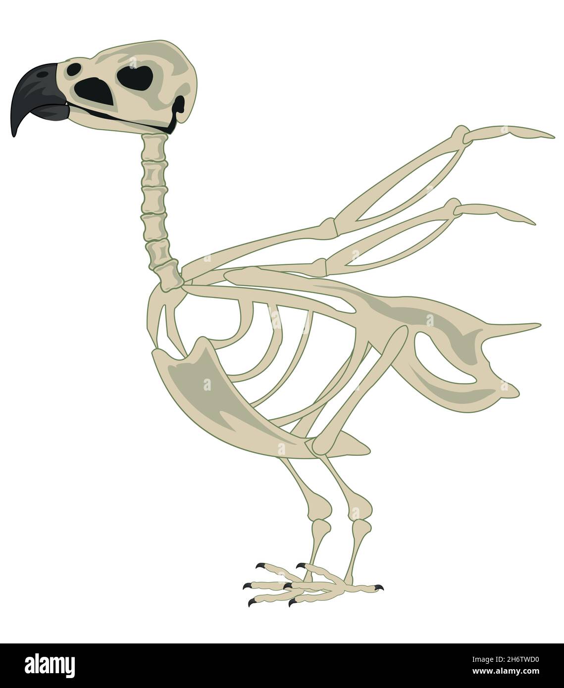 Vector illustration of the cartoon of the skeleton animal bird Stock ...