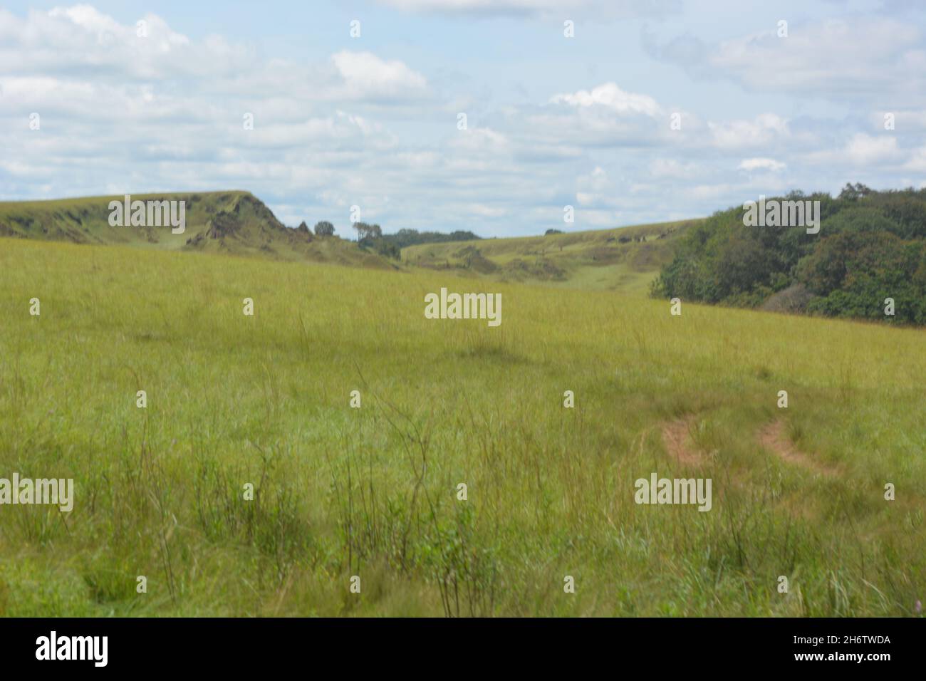 Savannah, Pongara National Park , Gabon, Central Africa Stock Photo - Alamy