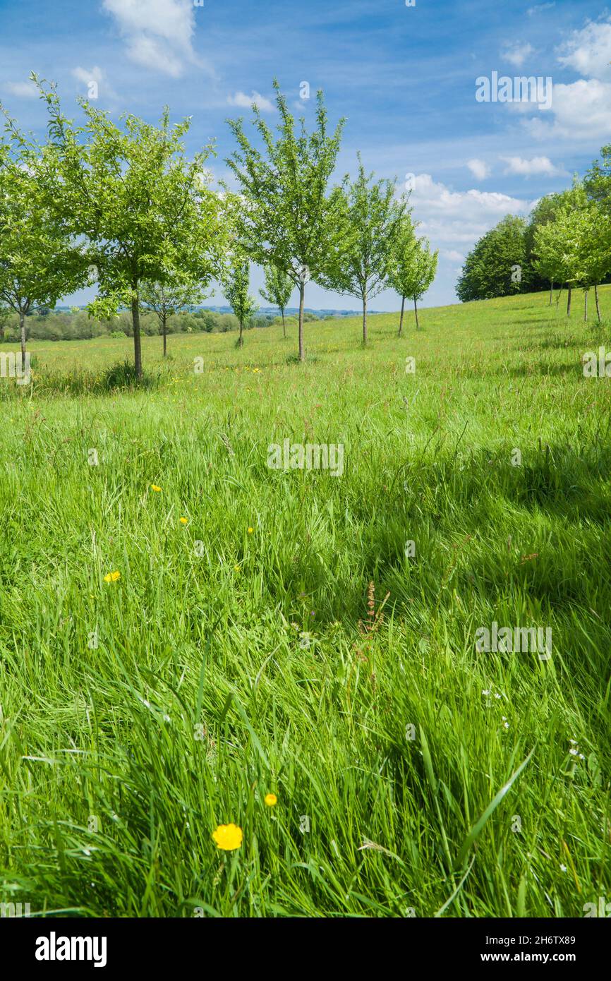 Apple trees growing at Aylestone Park Hereford UK, June 2021 Stock ...