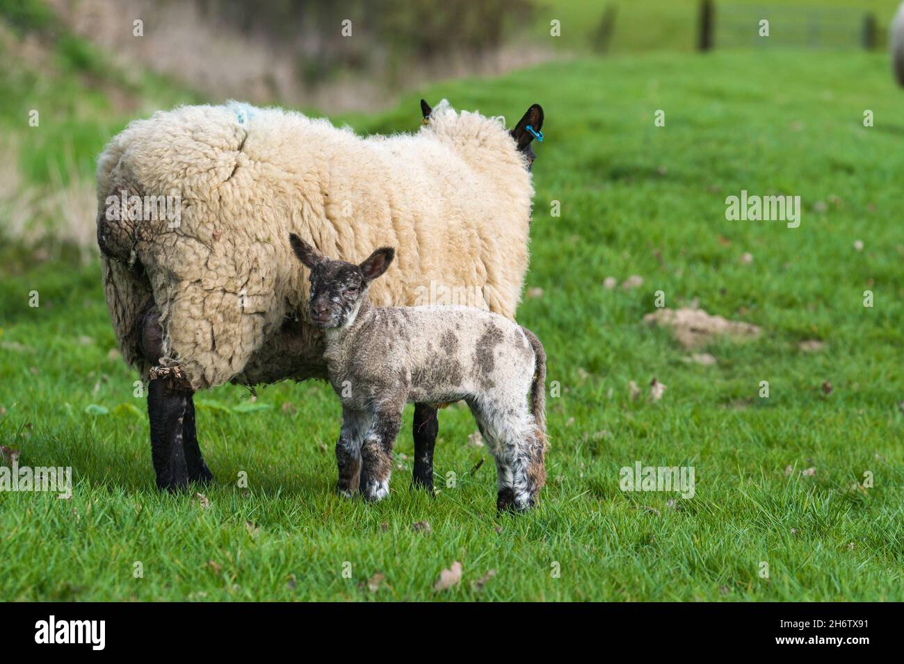 White suffolk lamb hi-res stock photography and images - Alamy