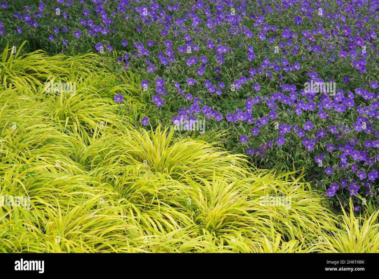 Yellow grass hi-res stock photography and images - Alamy