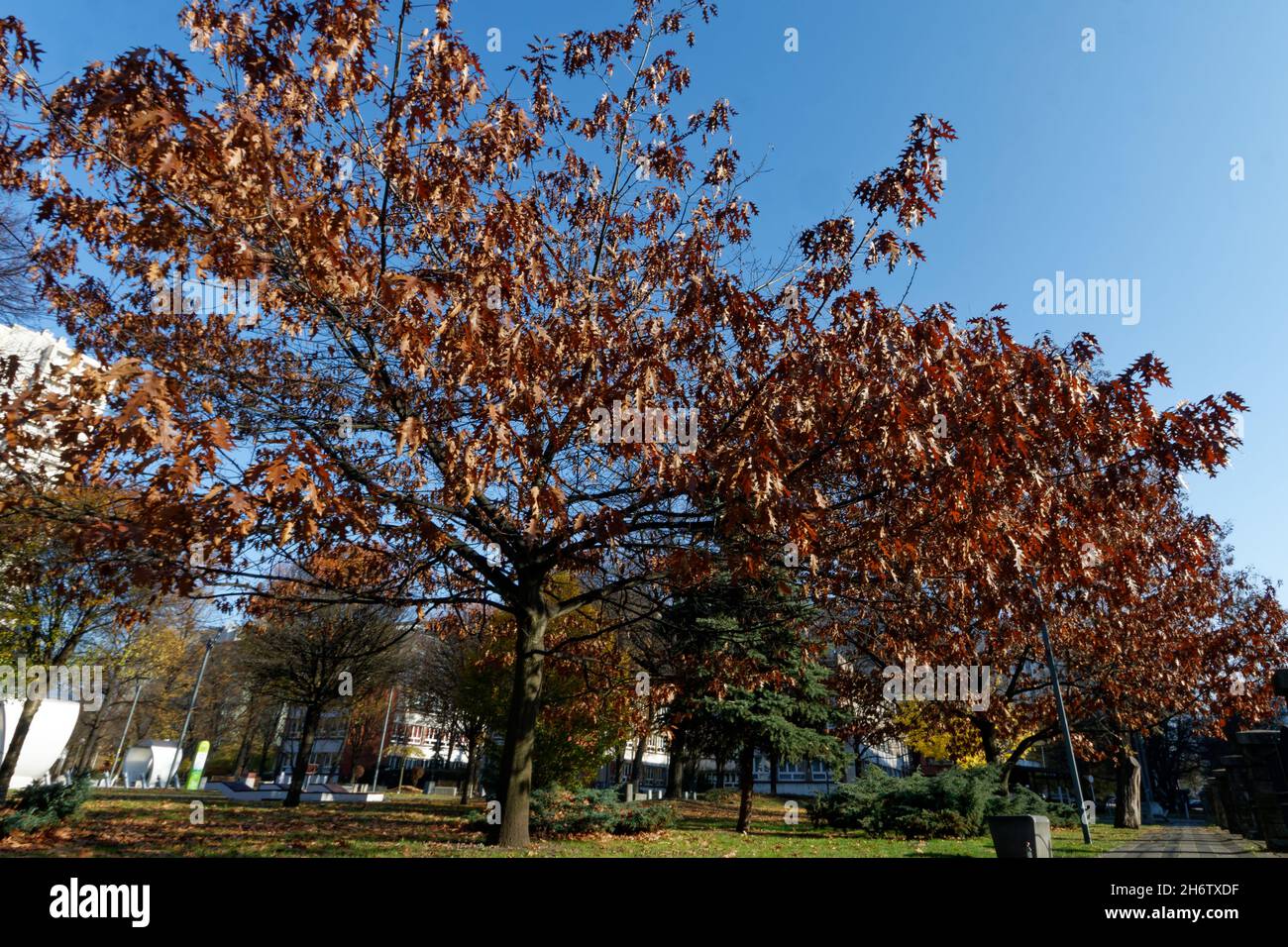 Katowice (SL) on a sunny autumn day Stock Photo - Alamy