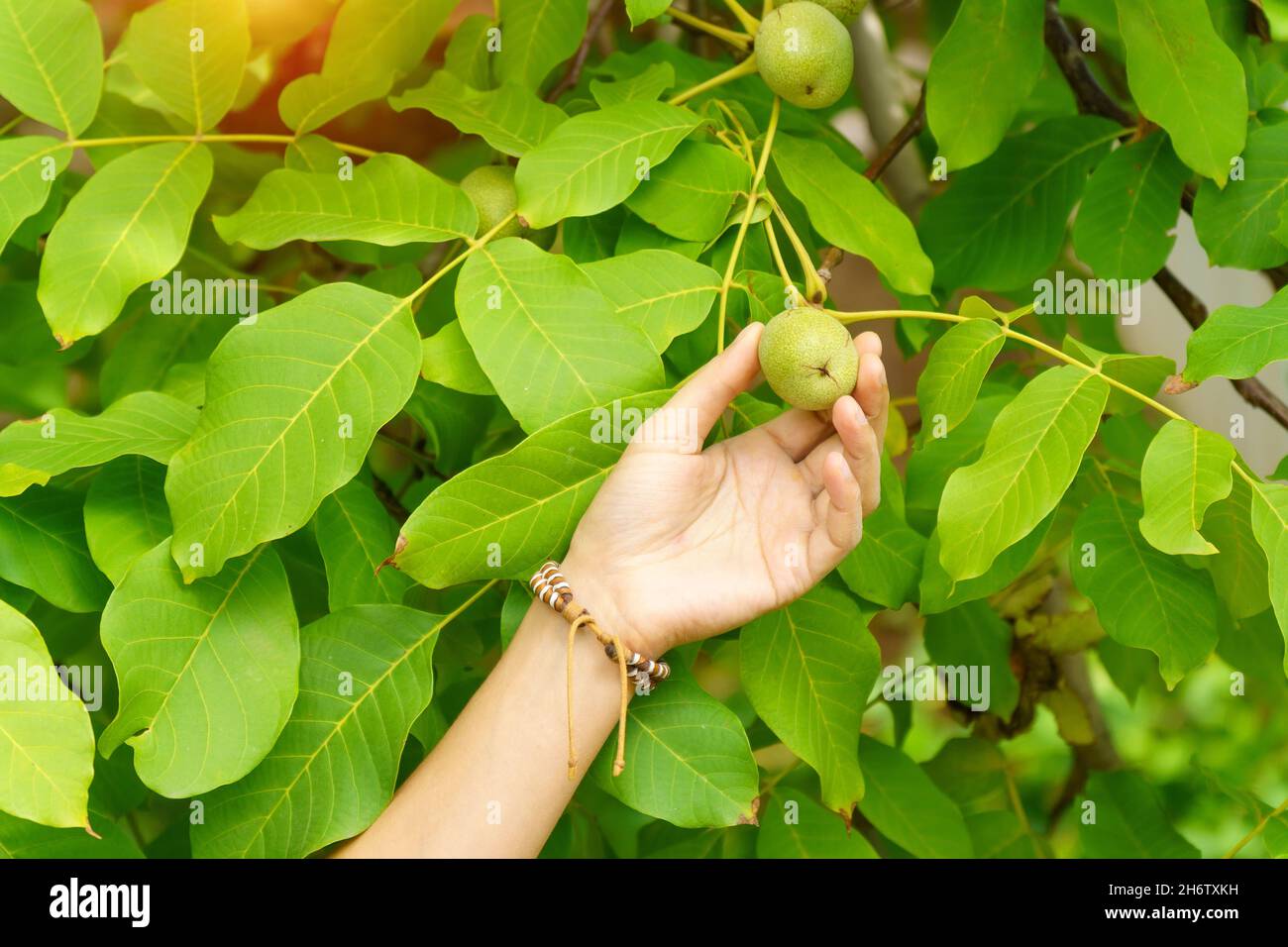 Walnut is the nut of any tree of the genus Juglans Family Juglandaceae ...