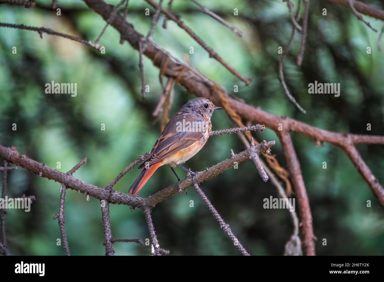 Male common redstart flying hi-res stock photography and images - Alamy