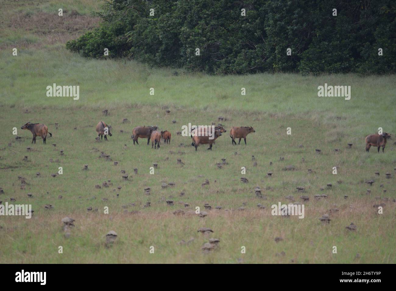 Dwarf elephant grass hi-res stock photography and images - Alamy