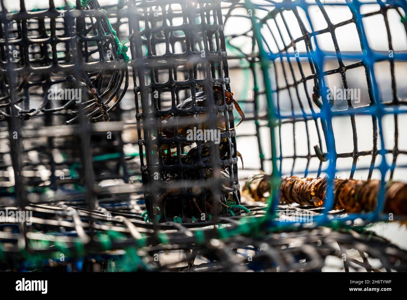 Small crabs used as bait in octopus traps in Alvor, Algarve, Portugal ...